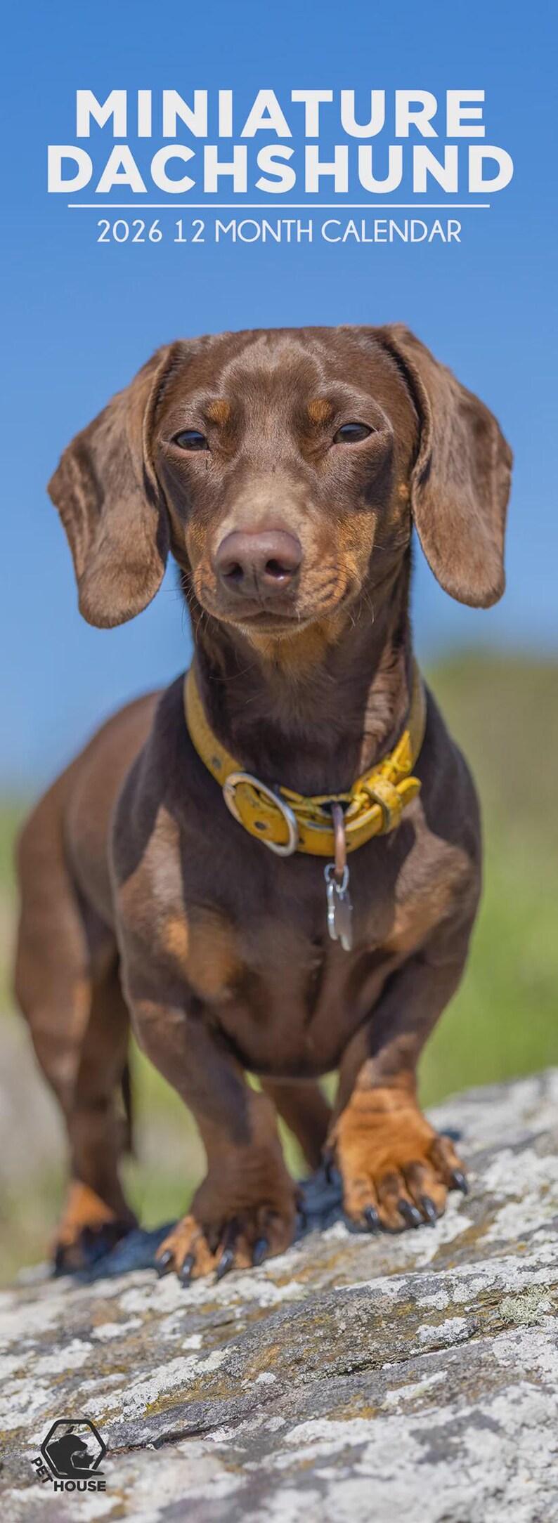 Miniature Dachshund 2026 A3 Wall Calendars - Etsy Canada