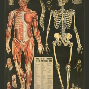 High Quality Print of French Diagram of Skeletal/muscular Anatomy, on ...