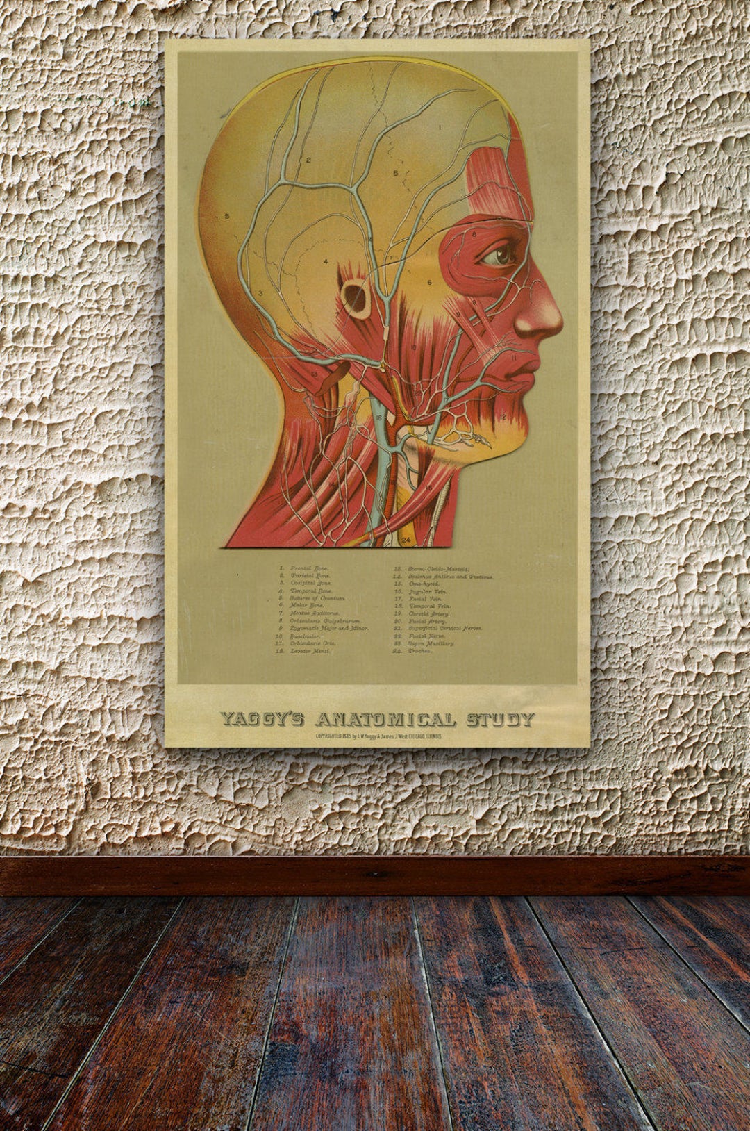 Vintage Anatomical Head Study Print: Yaggy's Chart, Medical Art - Etsy