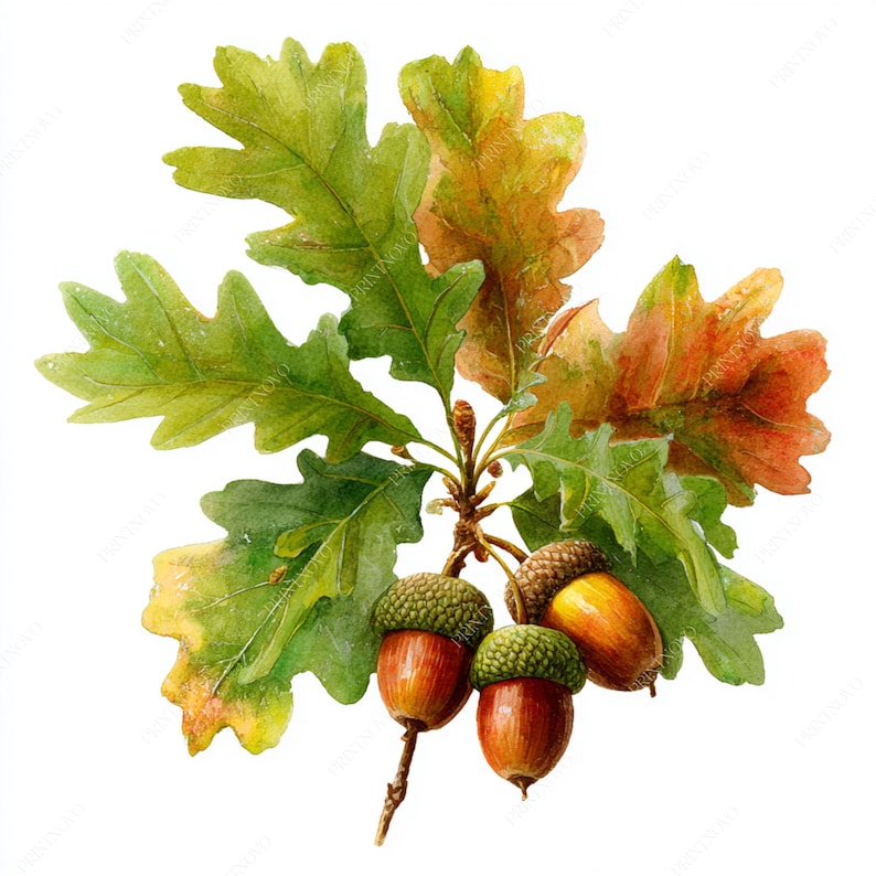 45 Maple Leaves and Acorns Clipart JPG - Etsy
