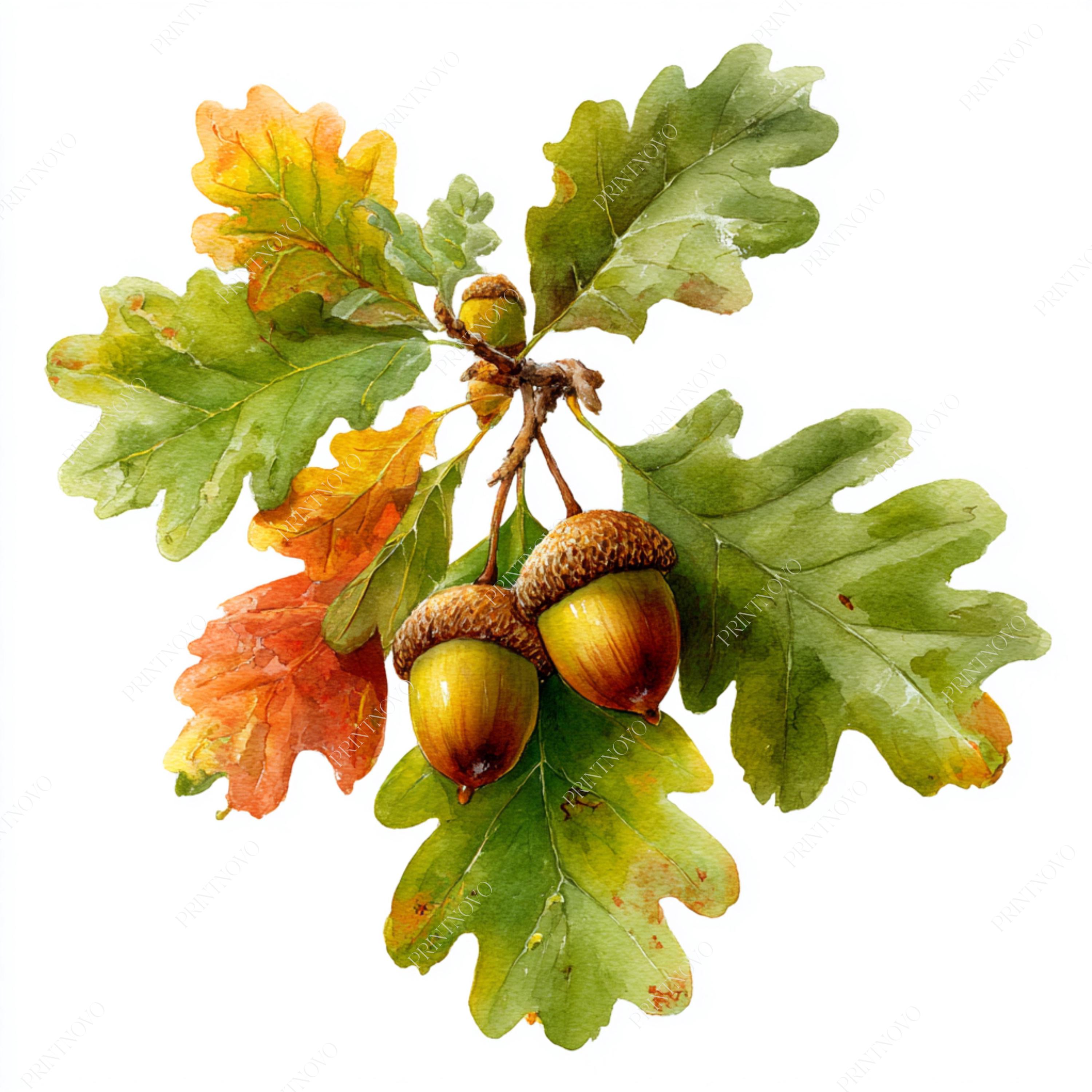 45 Maple Leaves and Acorns Clipart JPG - Etsy