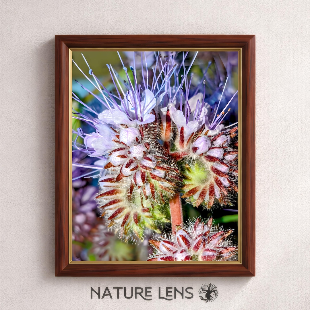 Close-up Botanical Floral Art - Vibrant Phacelia Wildflower Bloom ...