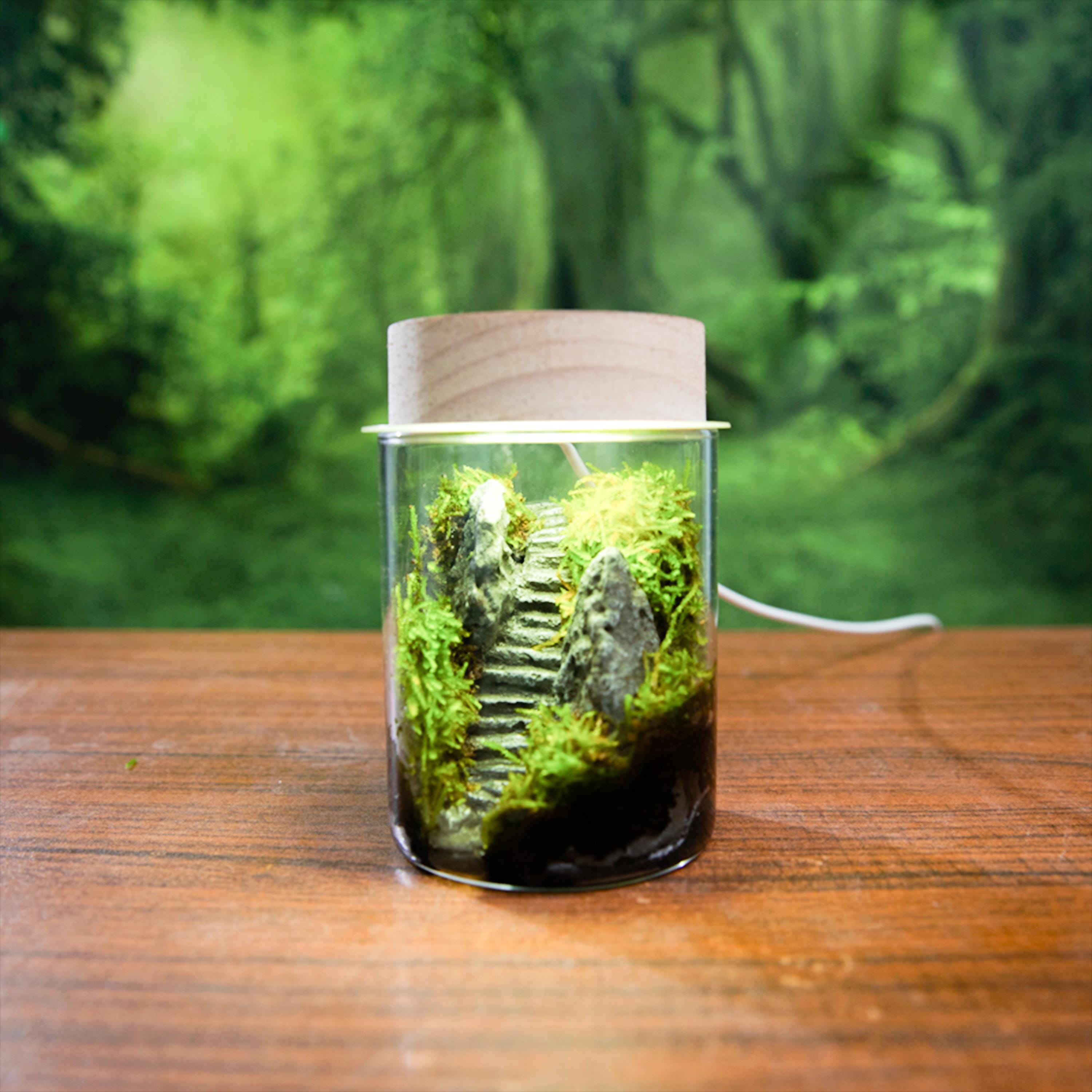 DIY Miniature Forest Light Box Terrarium Lamp, Handmade Moss Landscape ...