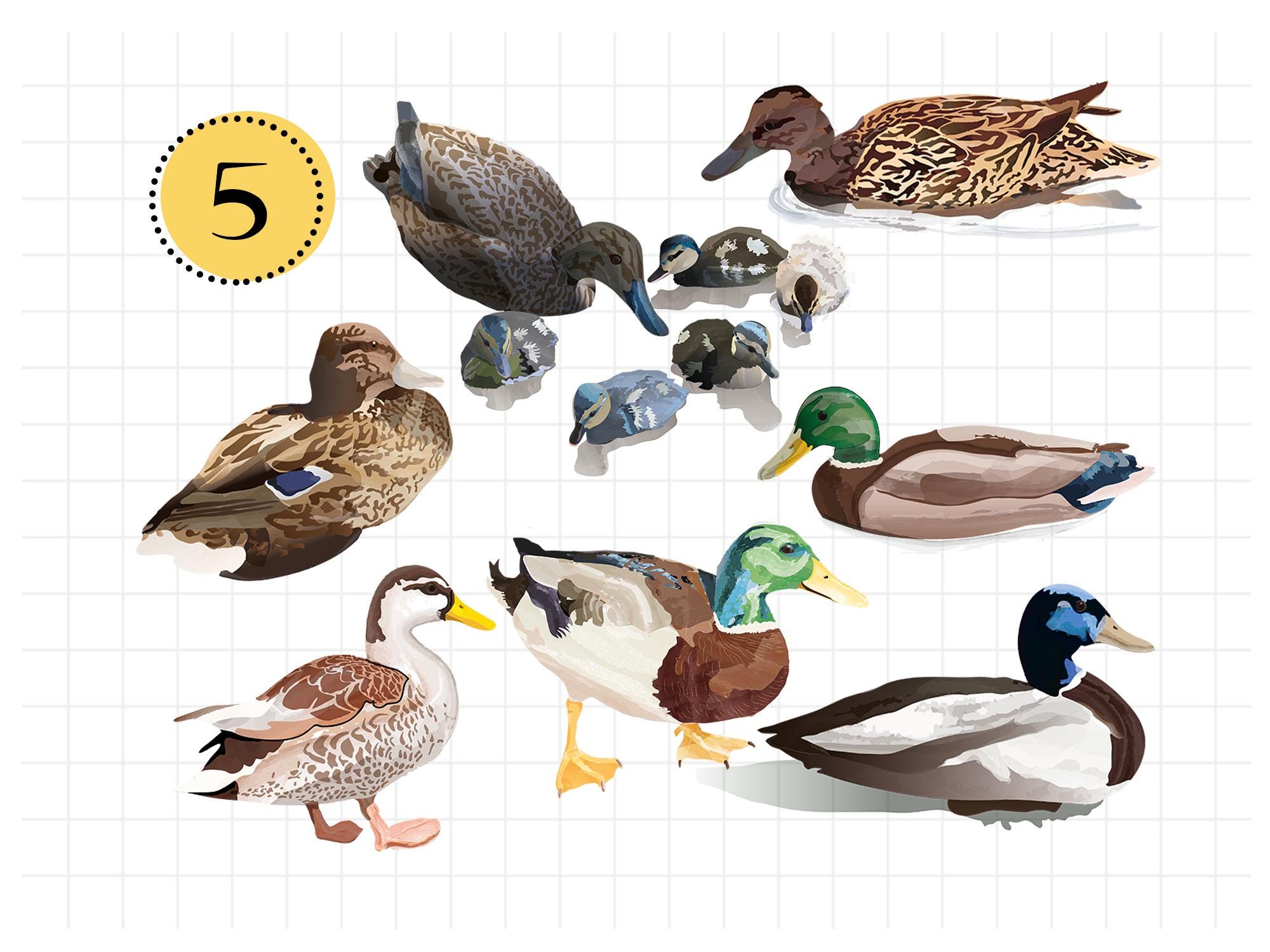 Wild Ducks Clipart | Duck Family PNG | Watercolor Birds Illustrations ...