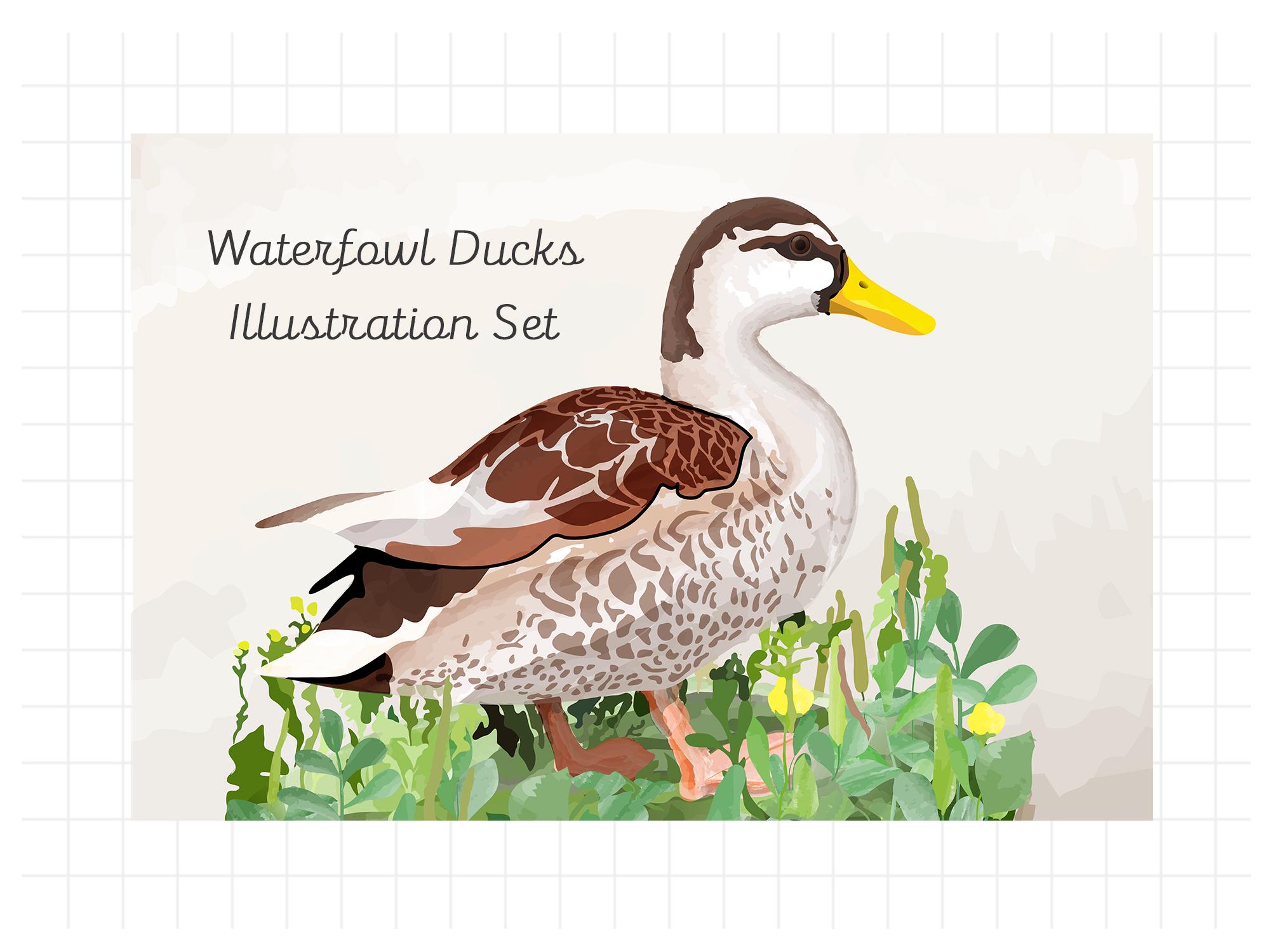 Wild Ducks Clipart | Duck Family PNG | Watercolor Birds Illustrations ...