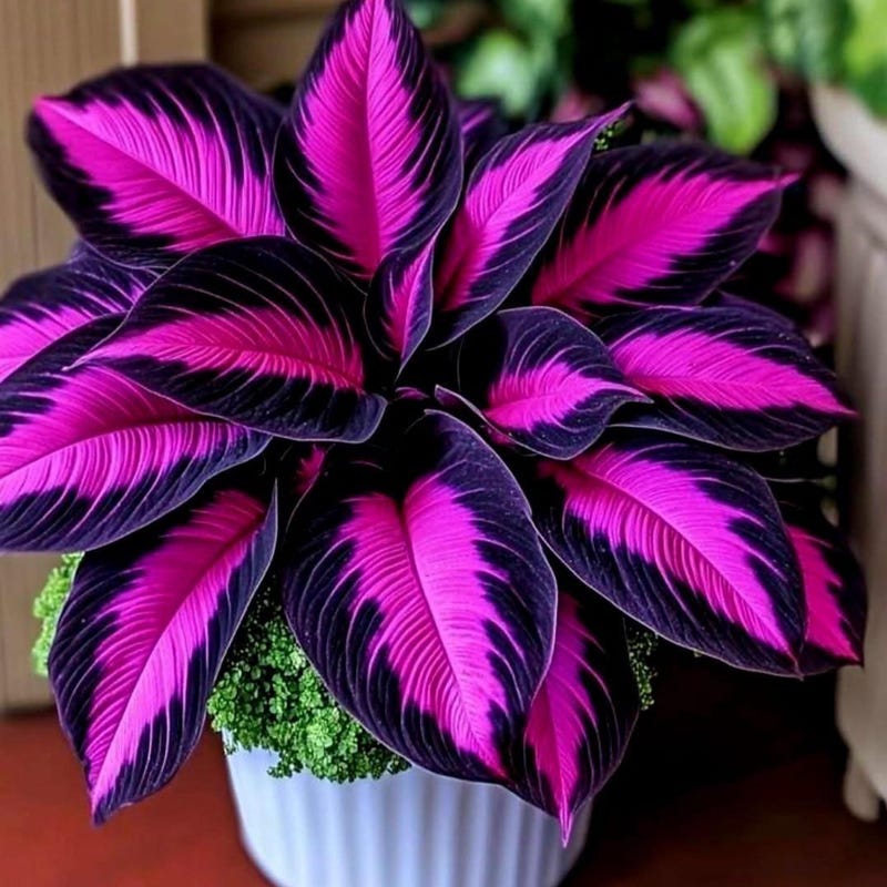 Purple Hosta Plant - Etsy