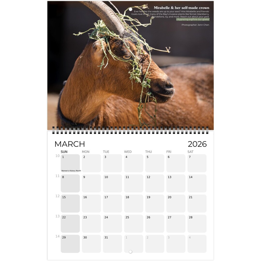 Goat Calendar 2026 From Nonprofit City Grazing - Etsy
