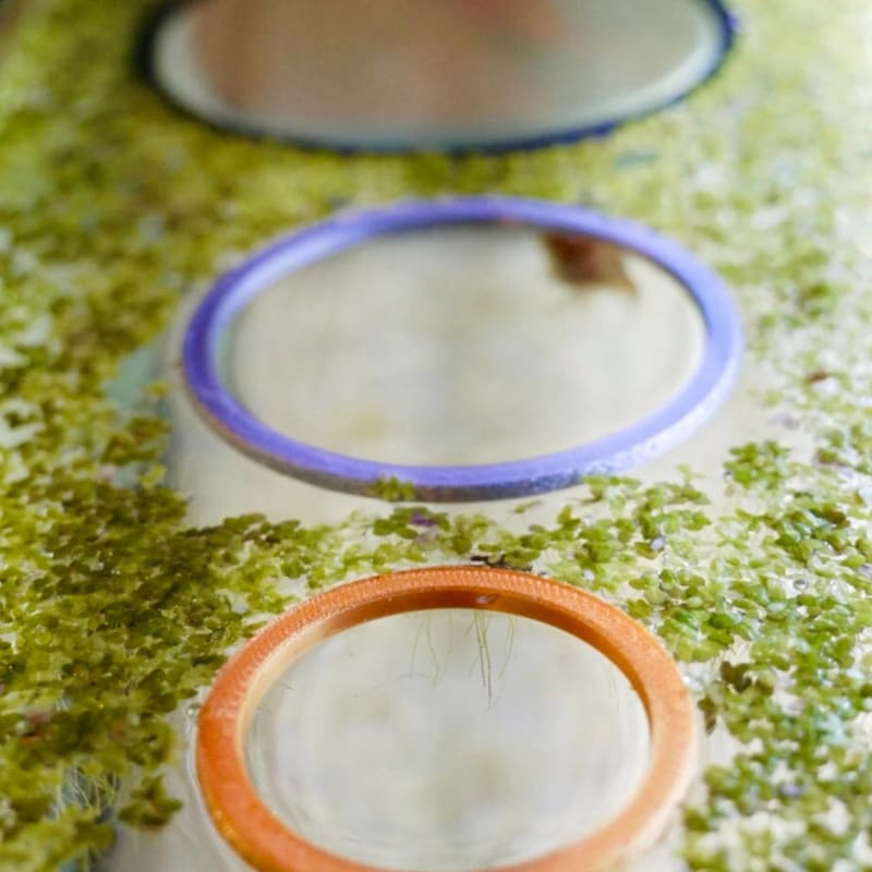 Betta Feeding Portal - Etsy