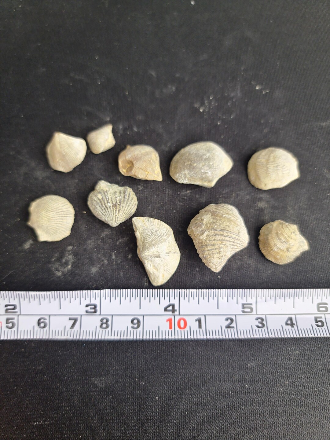 Fossilized Seashell – Devonian Era Brachiopod or Bivalve Fossil From ...