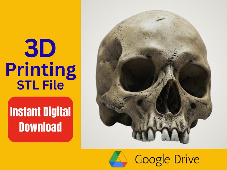 Realistic Human Skull STL File | High Detail 3D Model for Printing ...