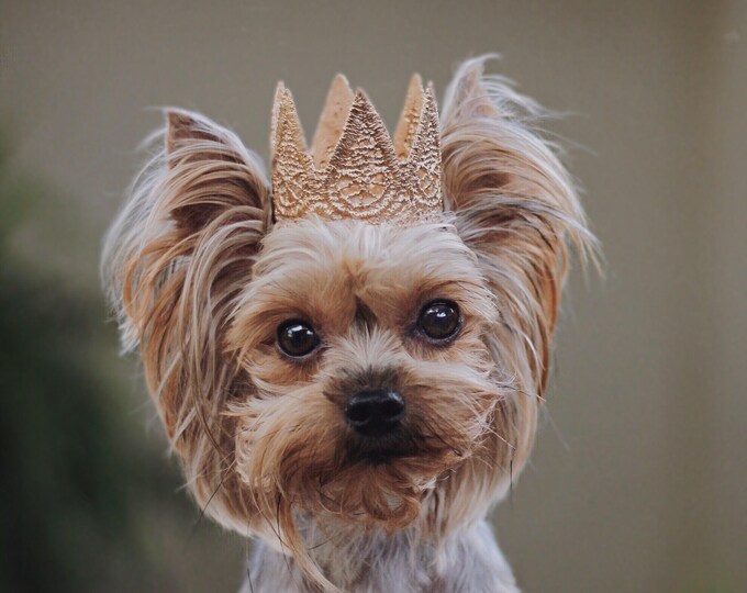 Set of 4 TINY Crowns for Tiny Pets Photo Props - Etsy