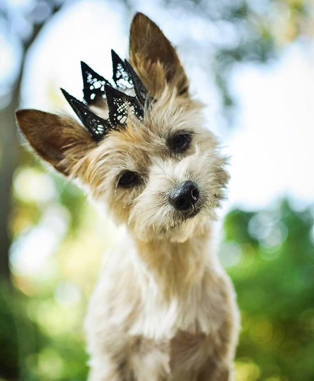 Birthday Crown for Dogs | Dog Birthday Gifted | Pet Birthday Crown ...