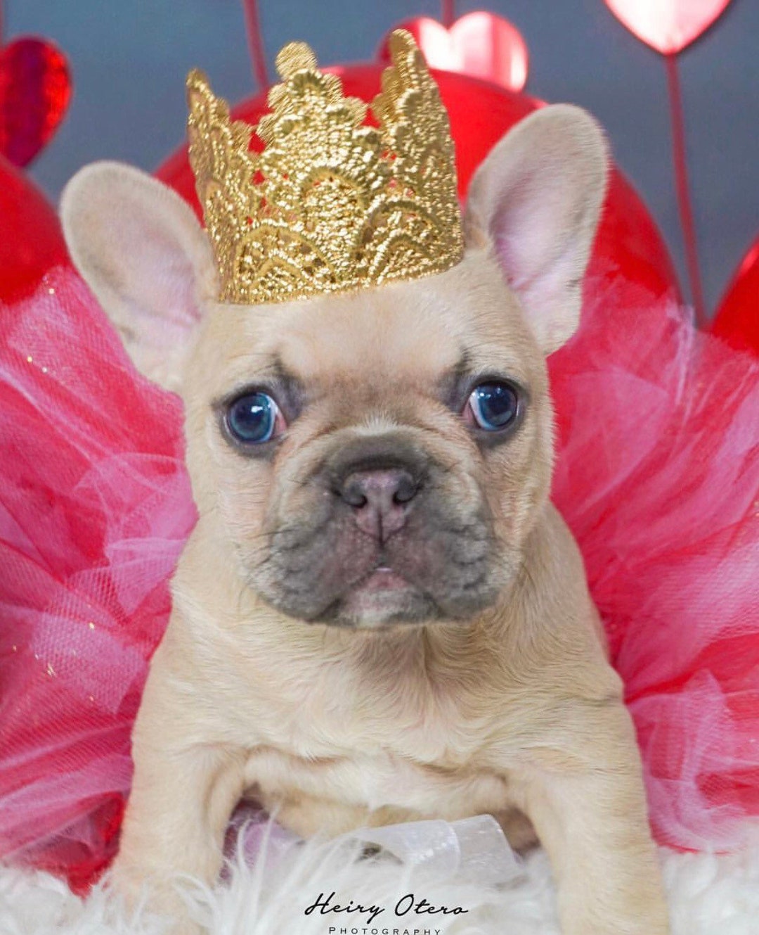 Mini Dog Crown | Cat Tiara | Small Pet Birthday Hat | Royal Gold Pet ...
