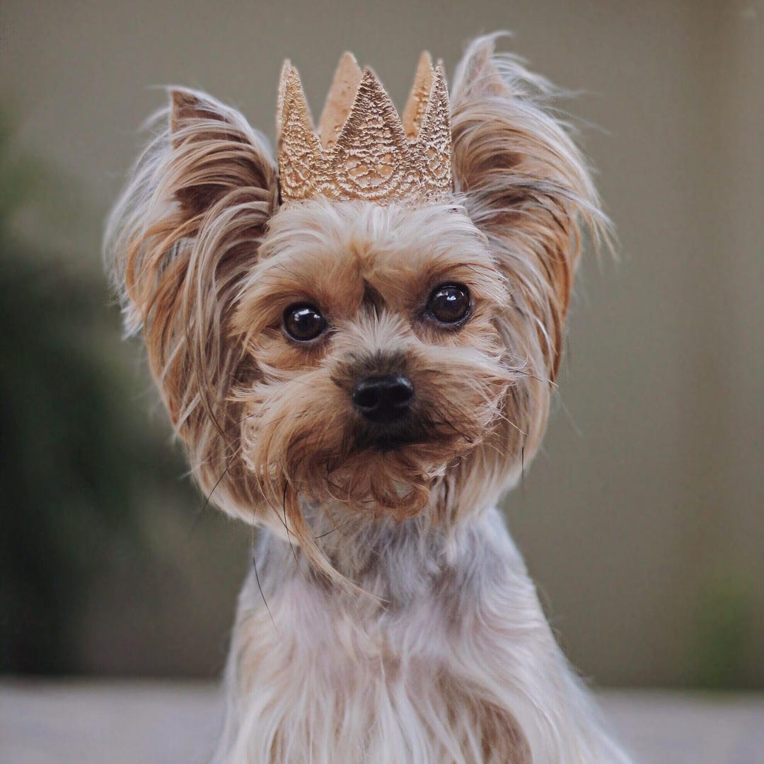 Birthday Crown for Dogs | Dog Birthday Gifted | Pet Birthday Crown ...