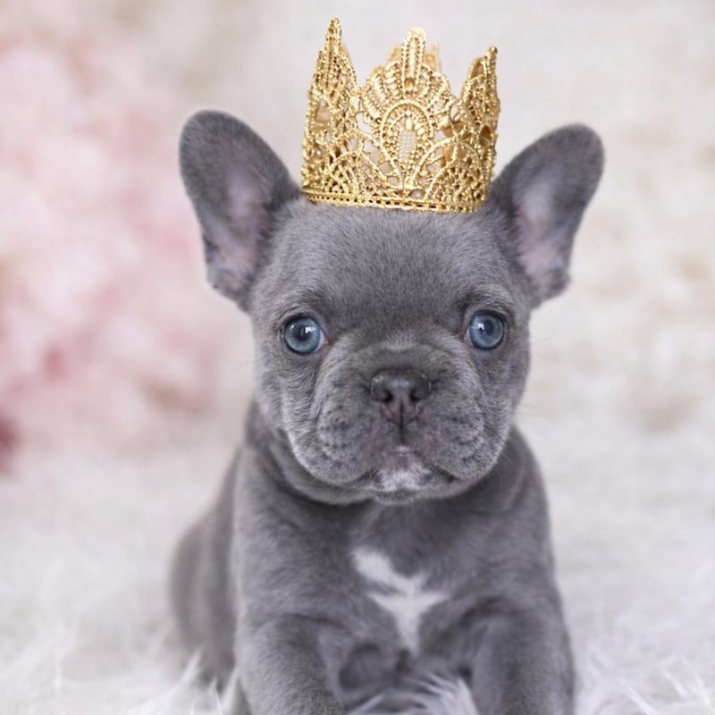 Puppy Tiara - Etsy Singapore