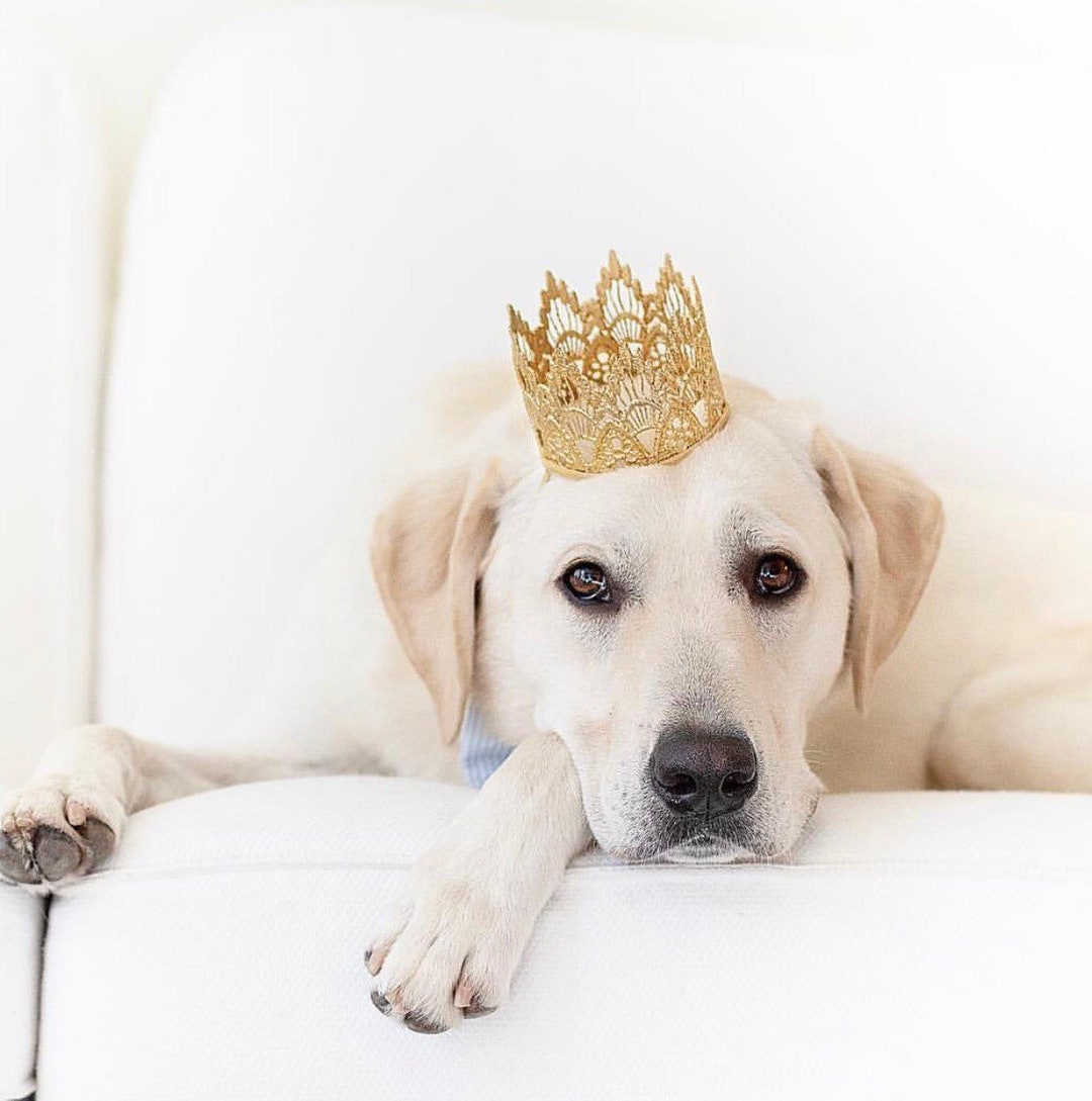 Gold Dog Birthday Crown - Puppy Cake Smash Crown - Pet Birthday Crown ...
