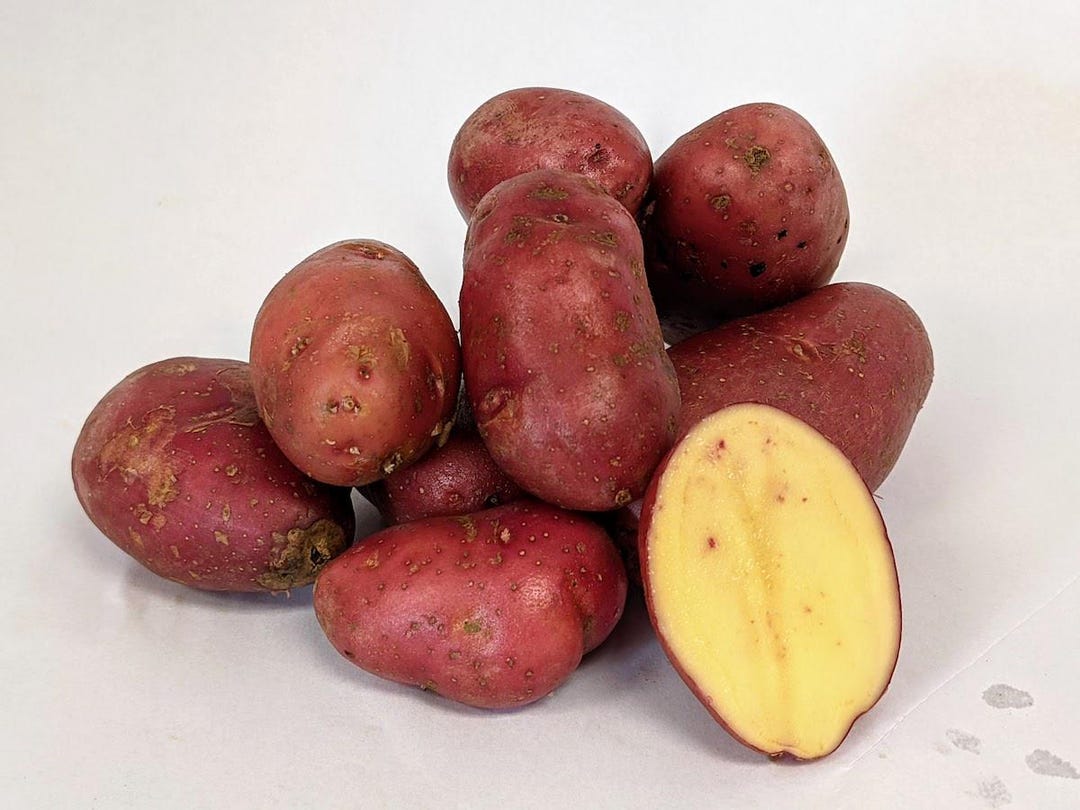 2lbs French Fingerling Potato Seed Tubers – Fingerling Potatoes – Ready ...