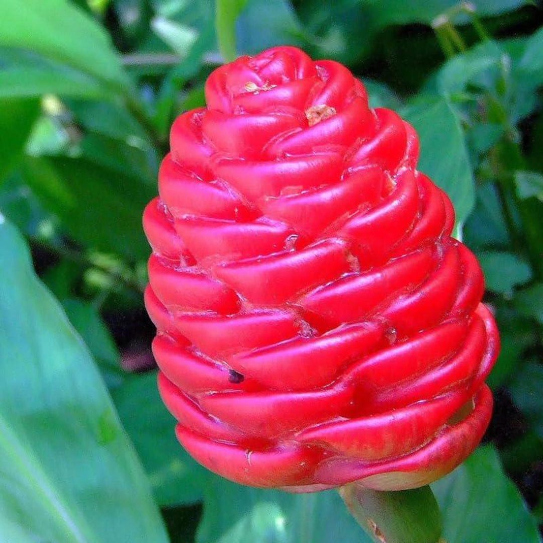 Pack 5 Zingiber Zerumbet Shampoo Ginger Roots, Awapuhi Fresh Ginger ...