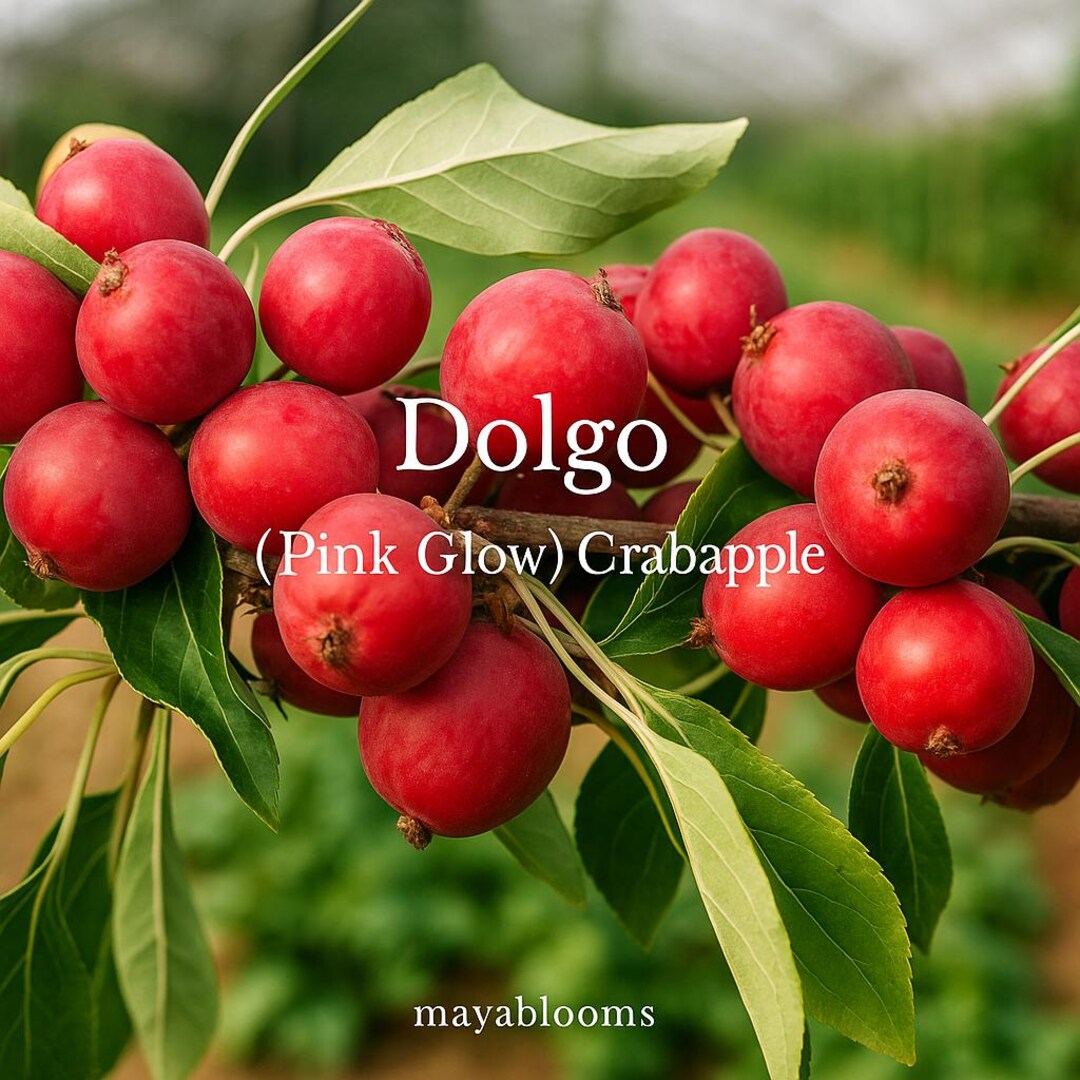 25 Dolgo Pink Glow Crabapple Seeds, Flowering Tree, Ornamental Garden ...
