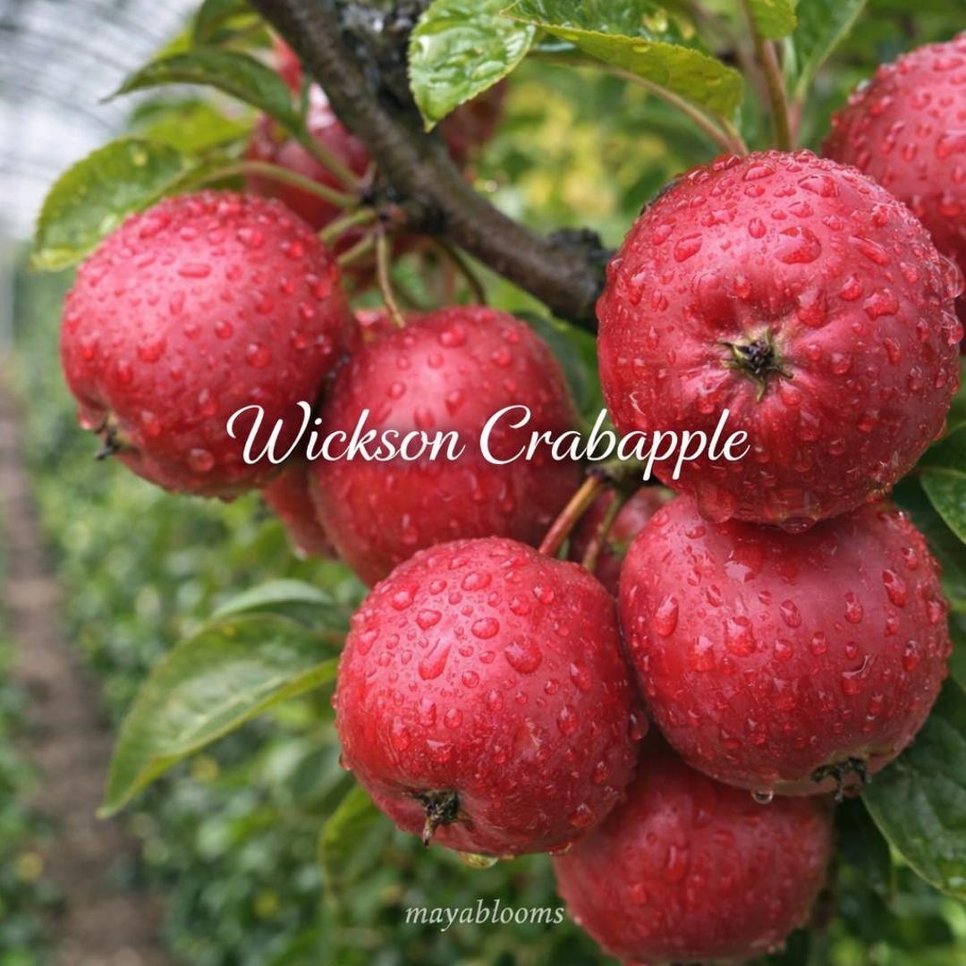 25 Wickson Crabapple Seeds Ornamental Flowering Apple Tree - Etsy