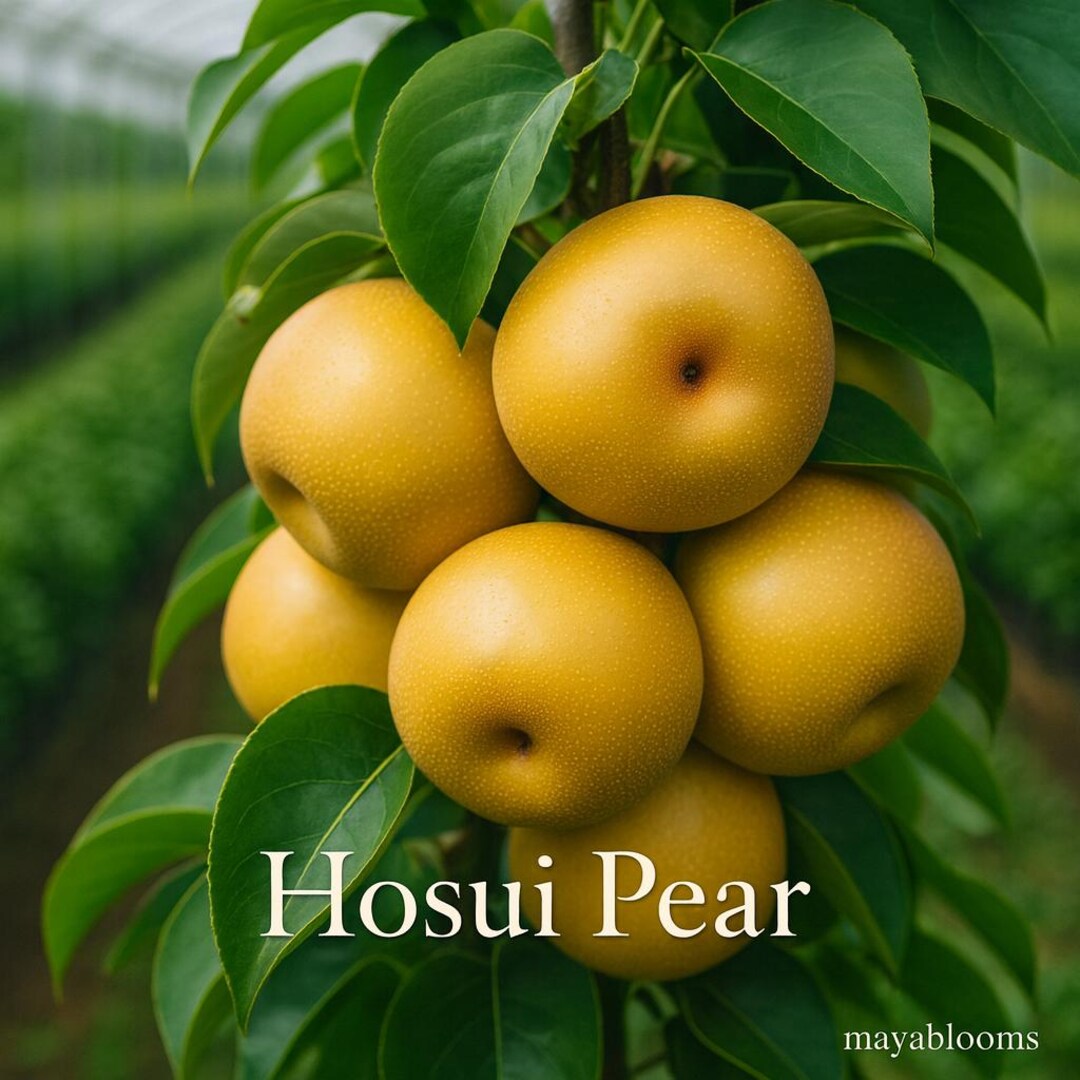 25 Hosui Asian Pear Seeds, Grow Sweet Pear Trees - Etsy