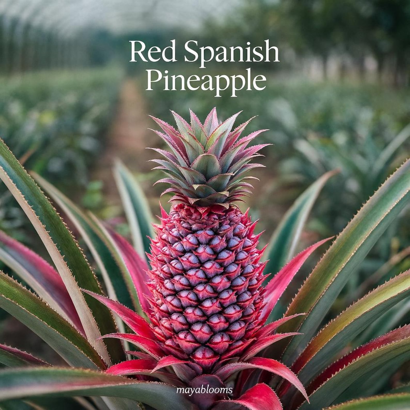 15 Red Spanish Pineapple Seeds Tropical Fruit, Sweet Homegrown ...