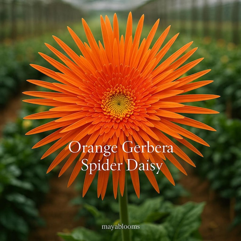 50 Orange Gerbera Spider Daisy Flower Seeds Bright Orange Blooms - Etsy