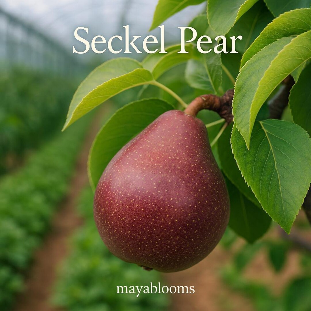 25 Seckel Pear Seeds – Grow Sweet Juicy Pear Trees at Home - Etsy