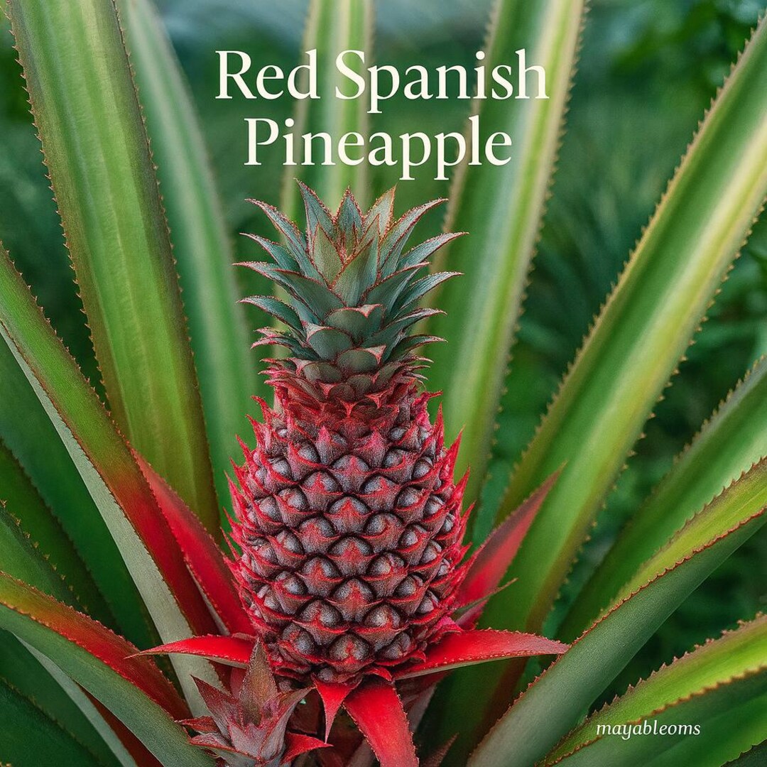 15 Red Spanish Pineapple Seeds Tropical Fruit, Sweet Homegrown ...