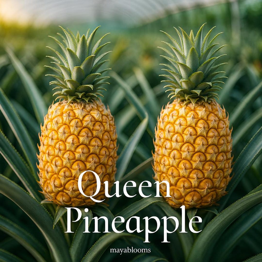 15 Queen Pineapple Seeds Sweet Tropical Pineapple Fruit - Etsy
