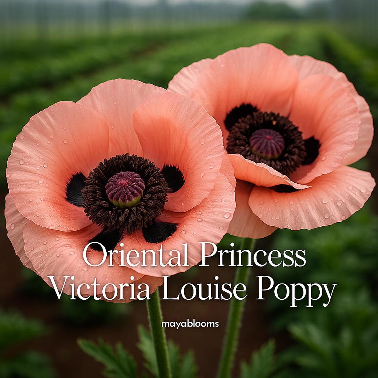 200 Oriental Princess Victoria Louise Poppy Seeds – Heirloom Blooms - Etsy