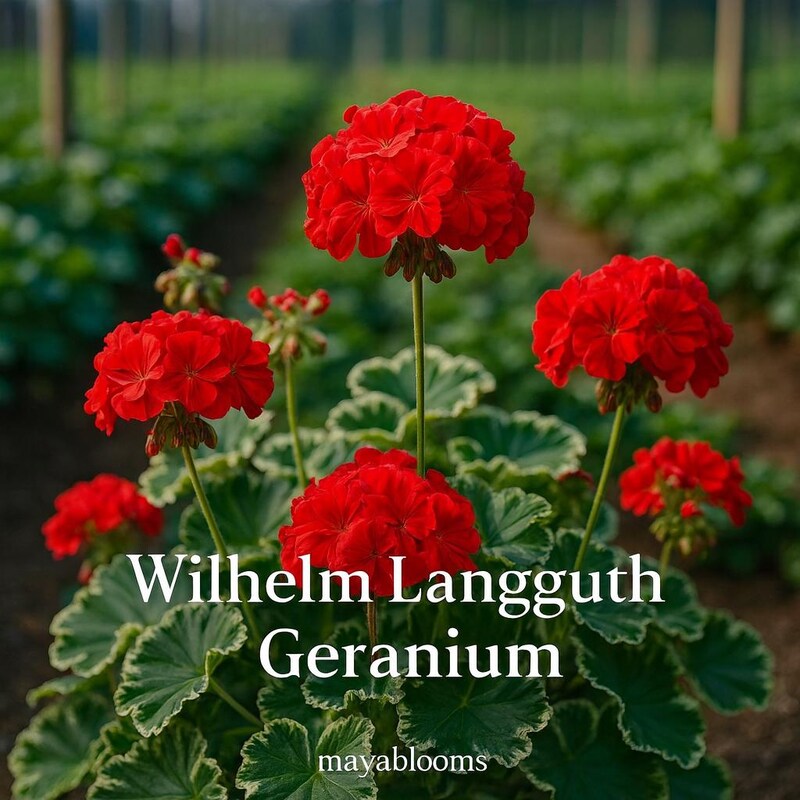 White Geraniums - Etsy