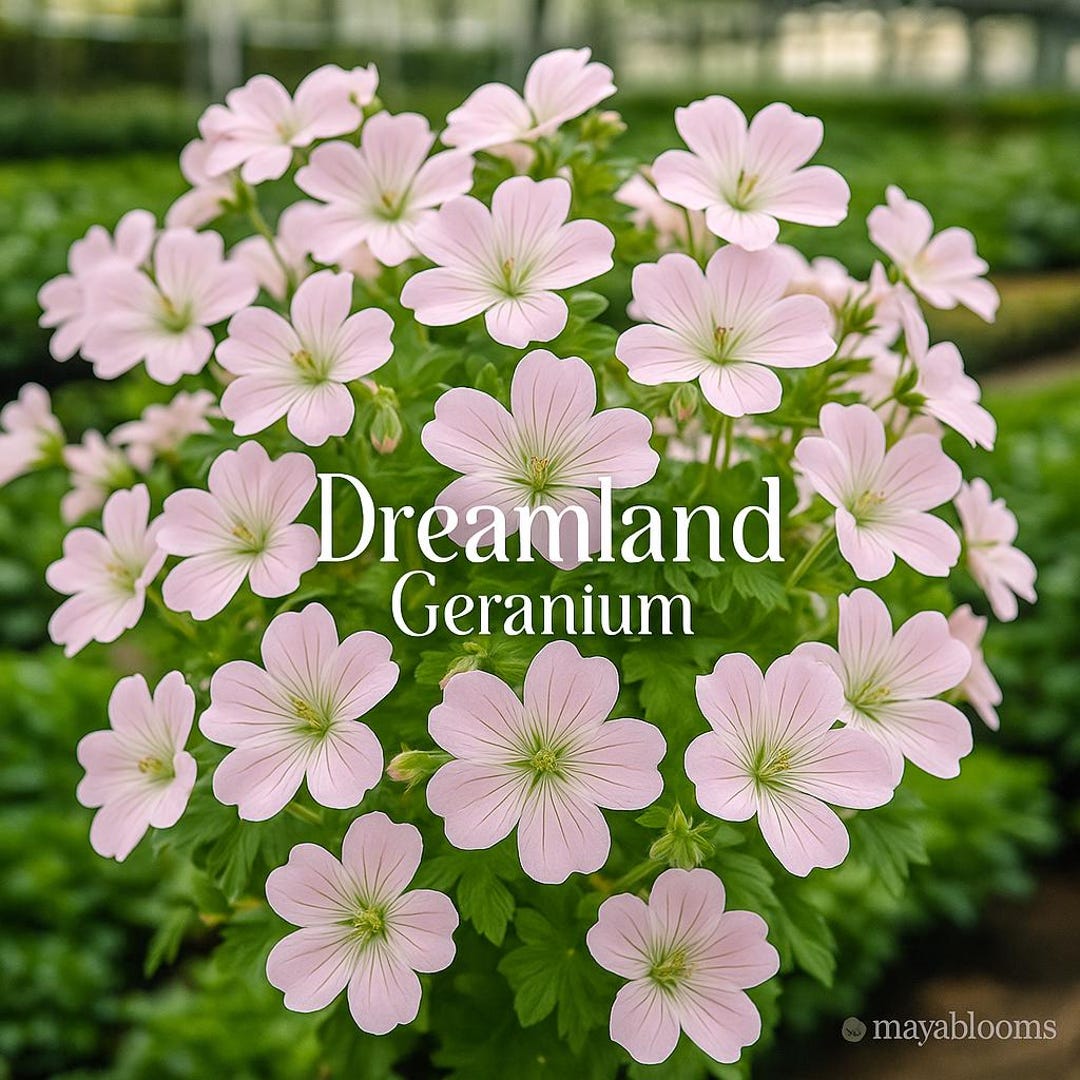 Dreamland Geranium Flower Seeds, 25 Seeds - Etsy