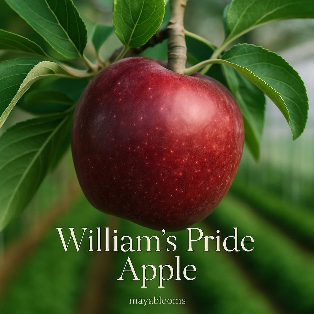 25 Williams Pride Apple Seeds - Grow Sweet Juicy Apples - Etsy