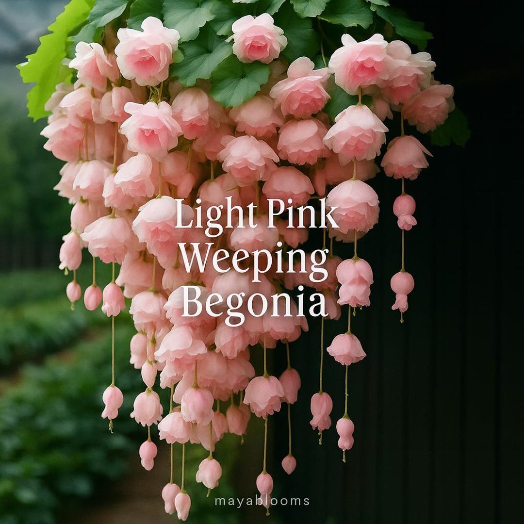 25 Light Pink Weeping Begonia Plant Seeds Soft Pink Blooms Foliage Easy ...