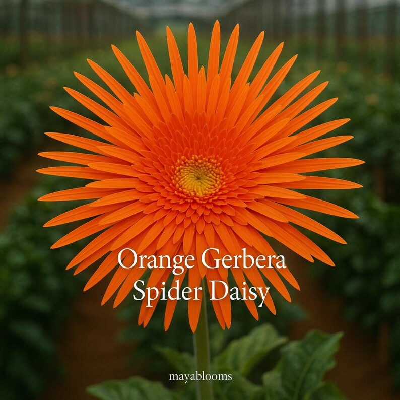 50 Orange Gerbera Spider Daisy Flower Seeds Bright Orange Blooms - Etsy