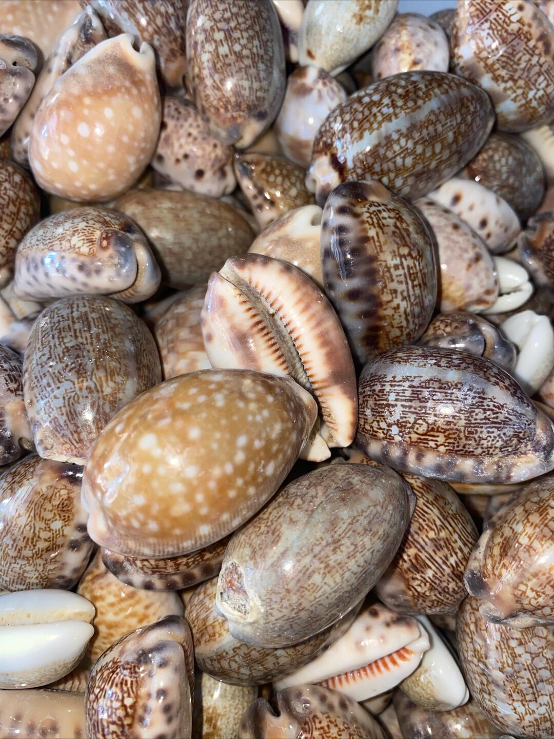 20 Assorted Cowrie Sea Shells Beautiful up to 2 Natural Cowries - Etsy