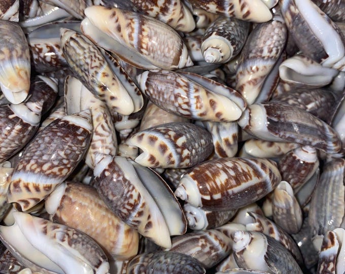 75 Olive Seashells All Natural Shells up to 2 Assorted Sizes Free ...