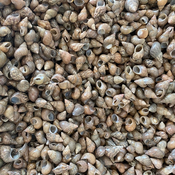 Tiny Sea Shells - Etsy