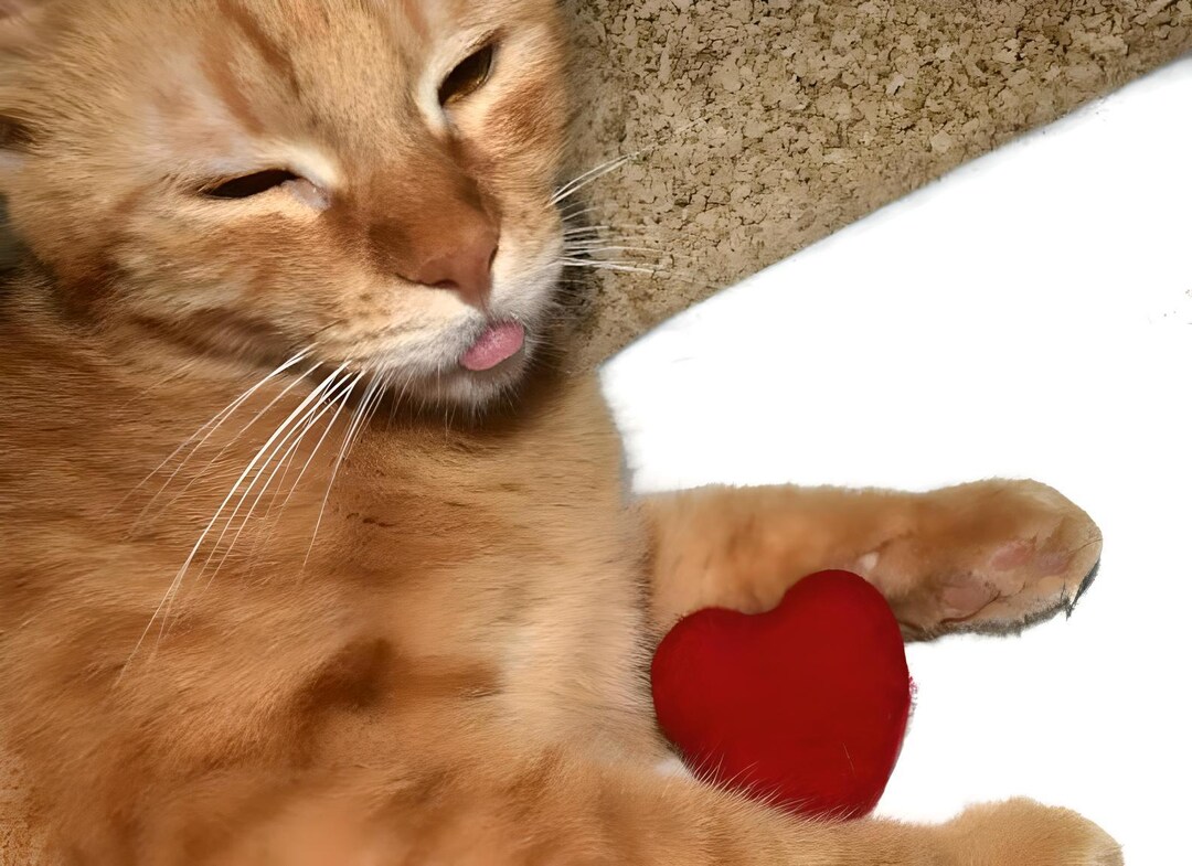Catnip Infused Hearts and Balls, I Love Mew, Valentine - Etsy