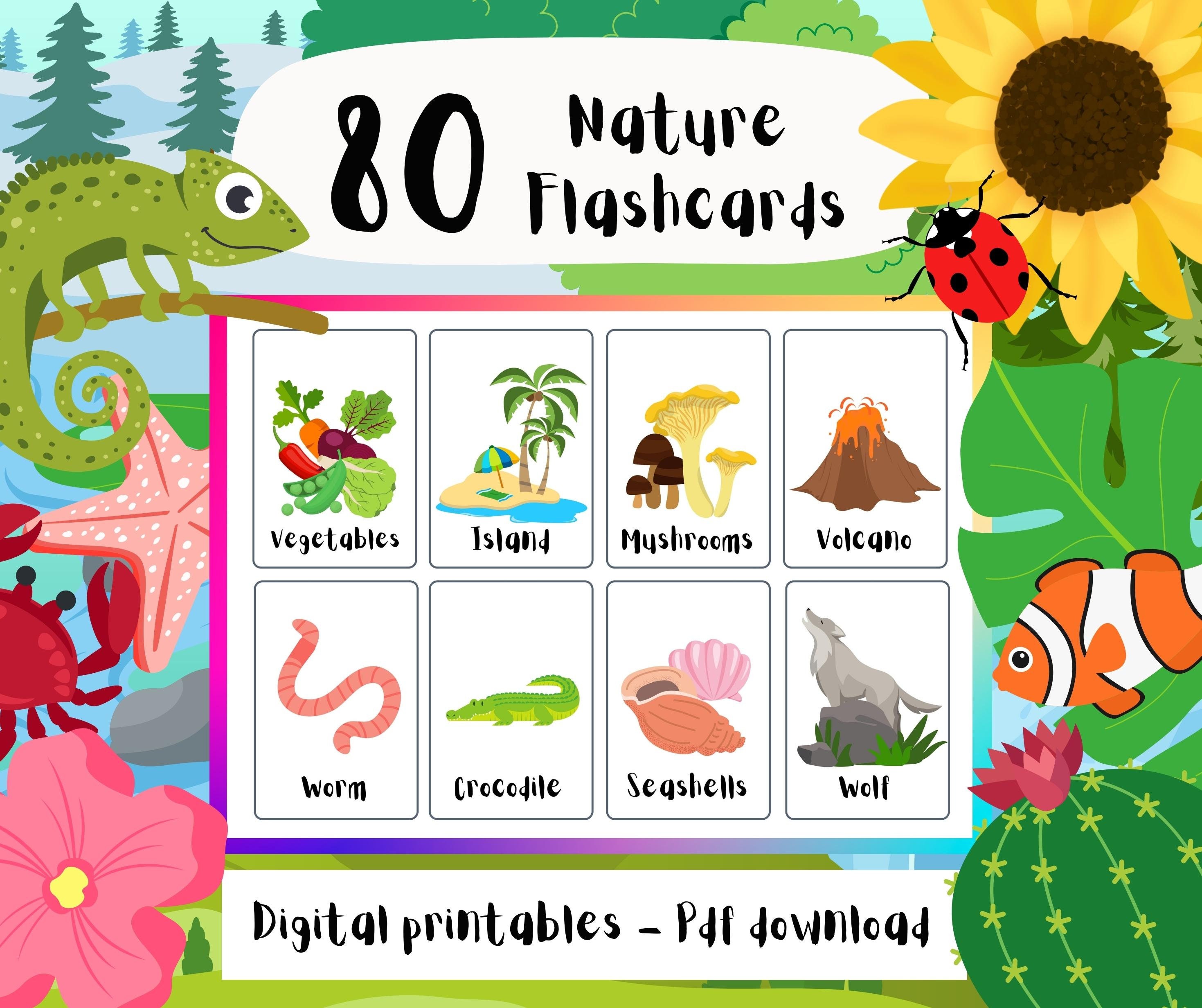 Children's Educational Nature Flashcards, 80 Colourful Flashcards ...
