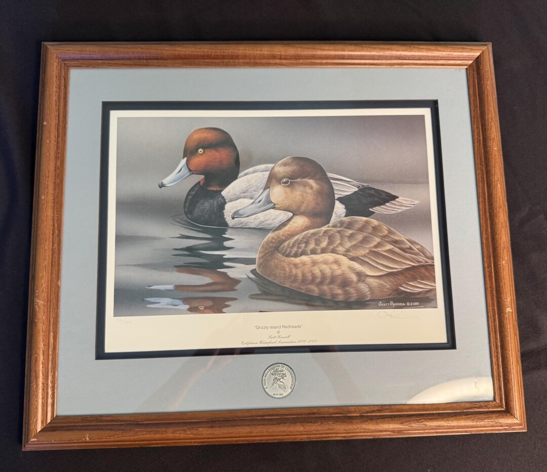 Rare Duck Art Print: "grizzly Island Redheads" - Scott Russell (2000 ...