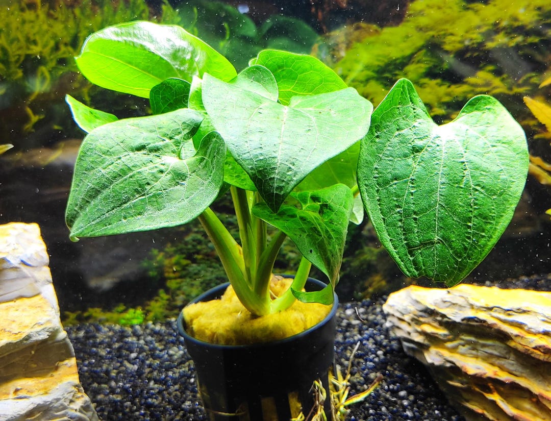 Aquarium Plants Saurus Cernuus - Lizard Tail - Etsy Canada