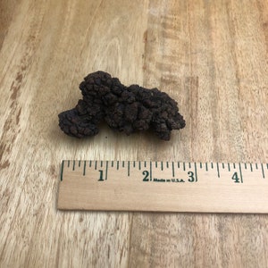 Copralite Fossilized Dinosaur Poop - Etsy
