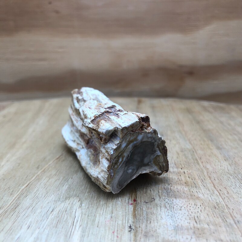 Petrified Wood - Etsy
