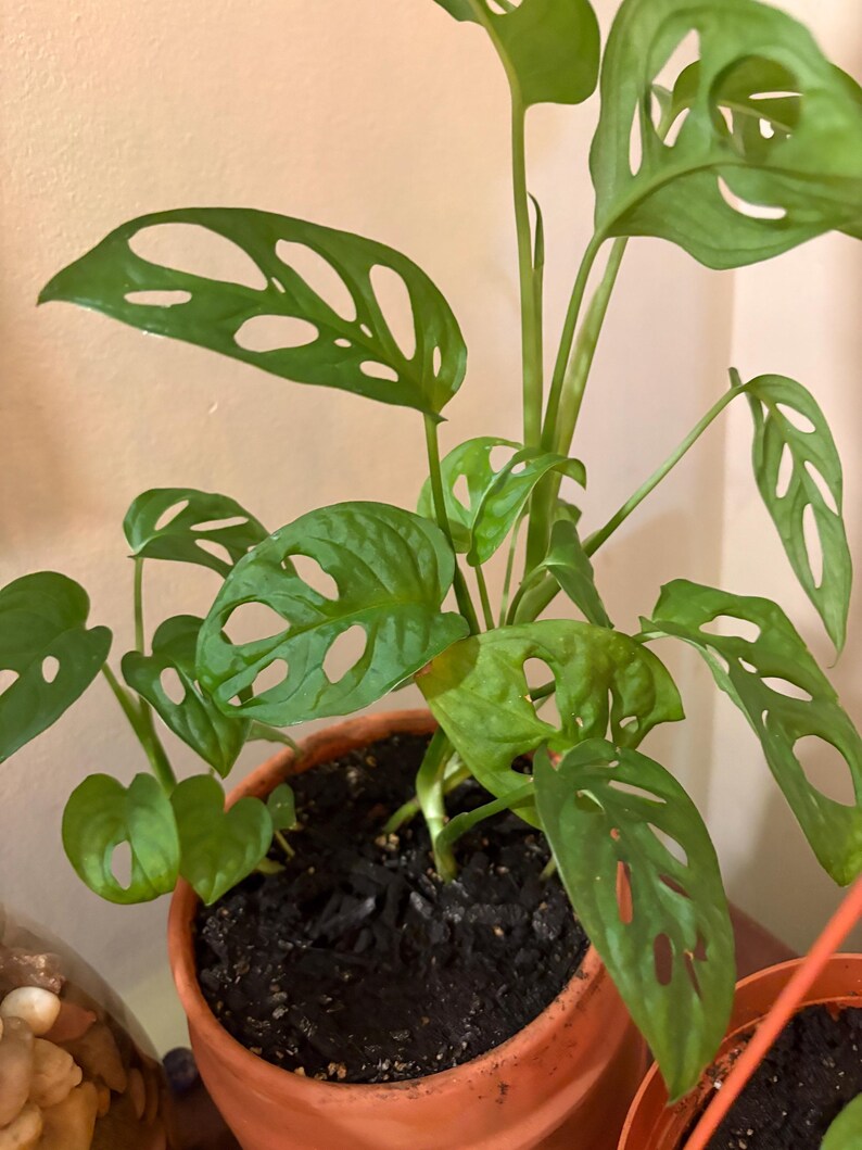 Healthy Monstera Adansonii Cutting – Rooted / Unrooted Swiss Cheese ...