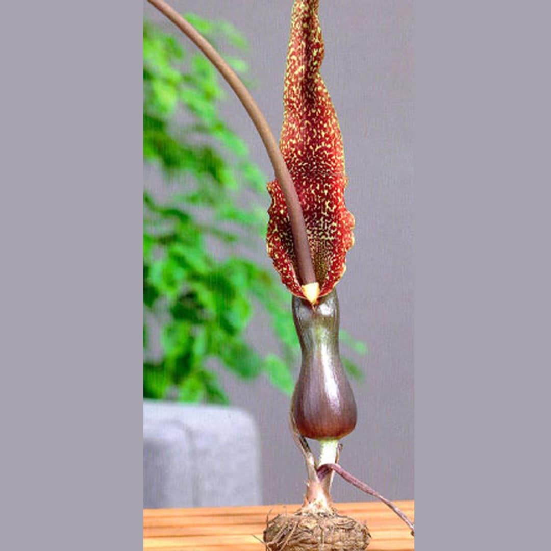 Voodoo Lily Corpse Flower Bulbs - Shipping 2025 Spring - Harvested on ...