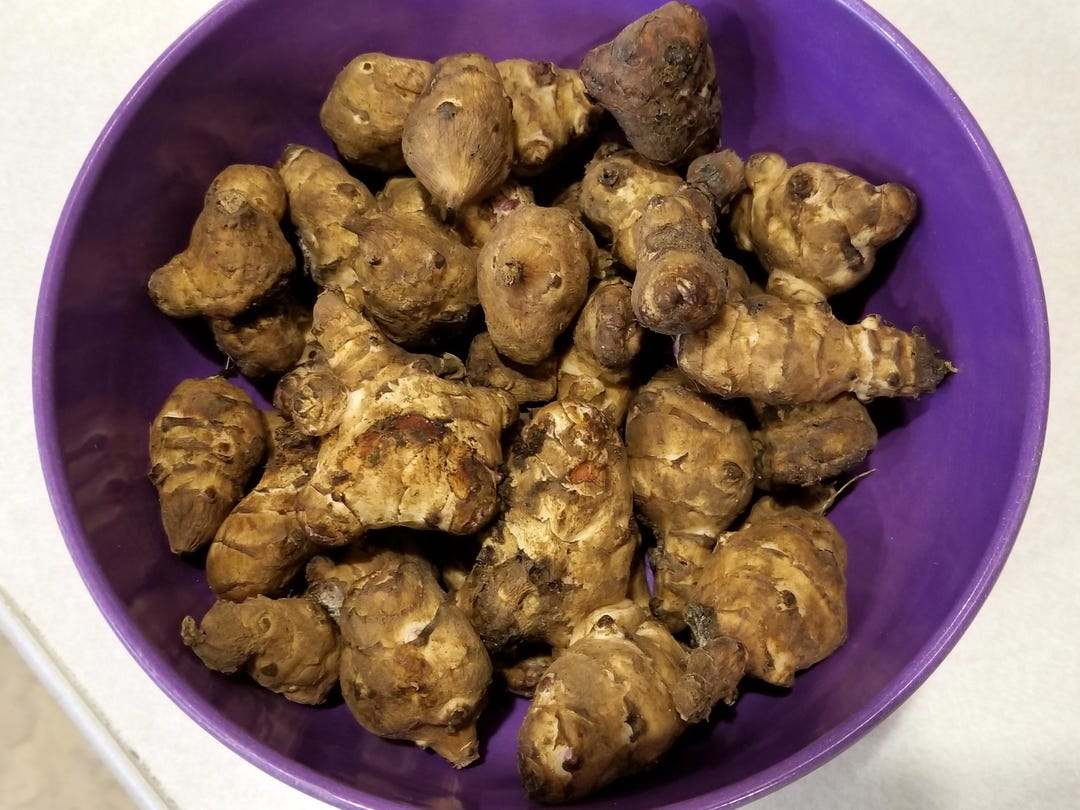 Jerusalem Artichoke AKA Sunchoke Tubers - Shipping 2025 Spring - Harvested on Our Farm - USDA ...