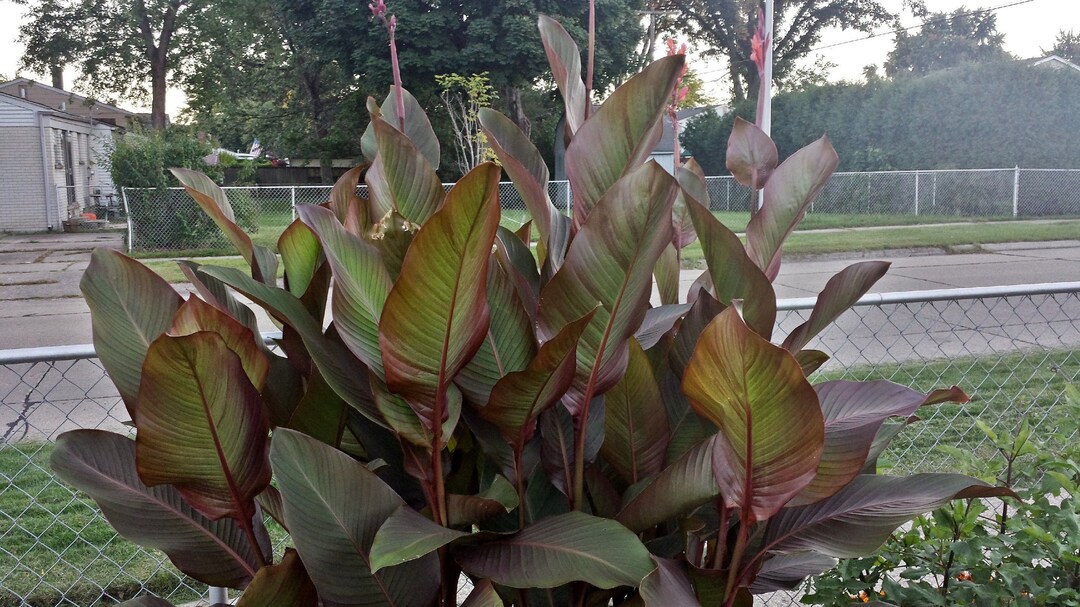 2 Red-flowering Black-leaf Canna Lily Bulbs - Shipping 2025 Spring ...
