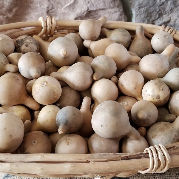 Dried Gourds - Etsy
